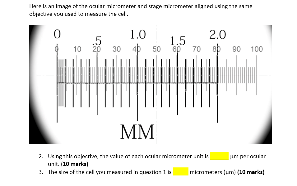 Solved You view a cell using a microscope and you observe | Chegg.com