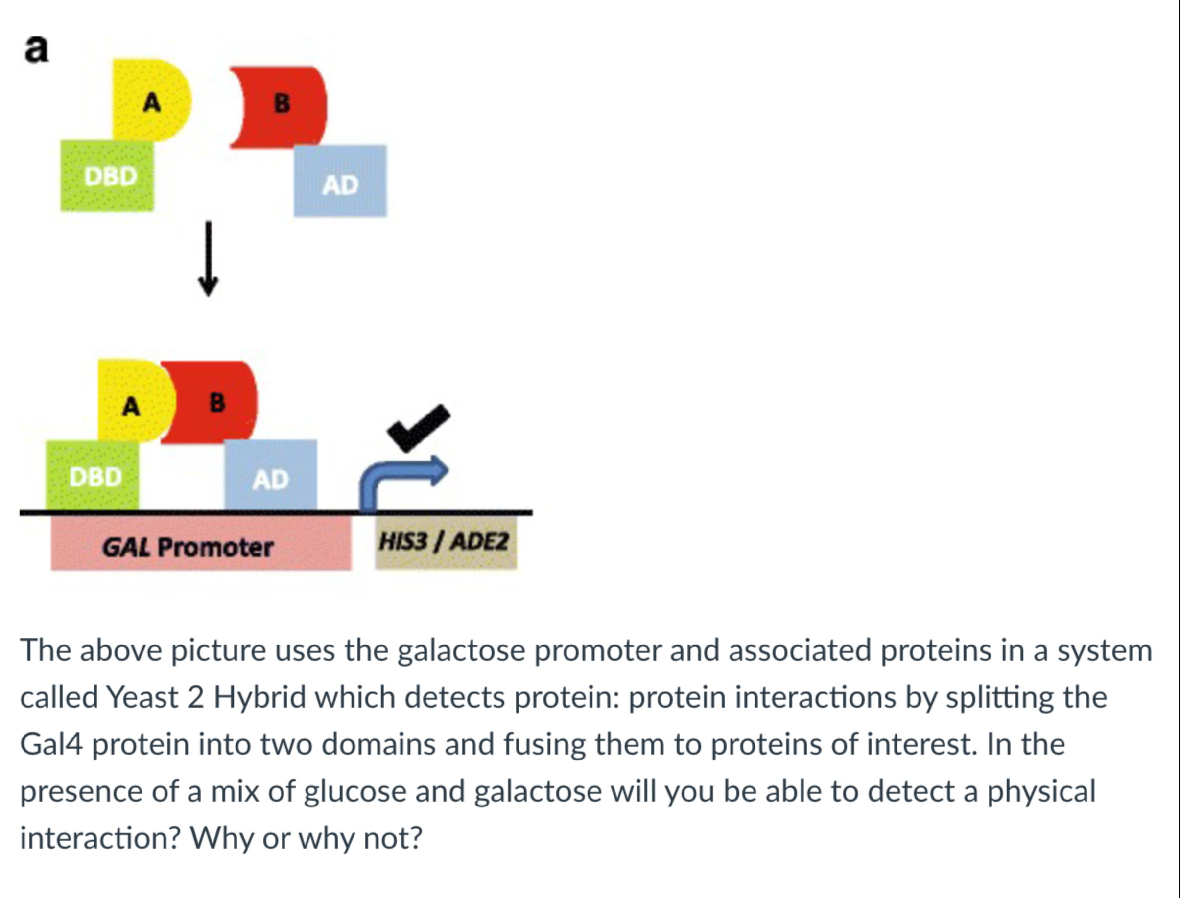 Solved The picture uses the galactose promoter and | Chegg.com