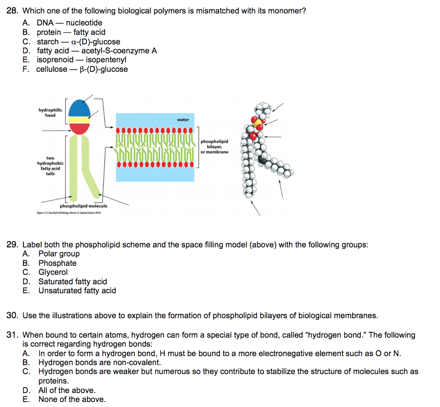 Solved 28 Which One Of The Following Biological Polymers Is