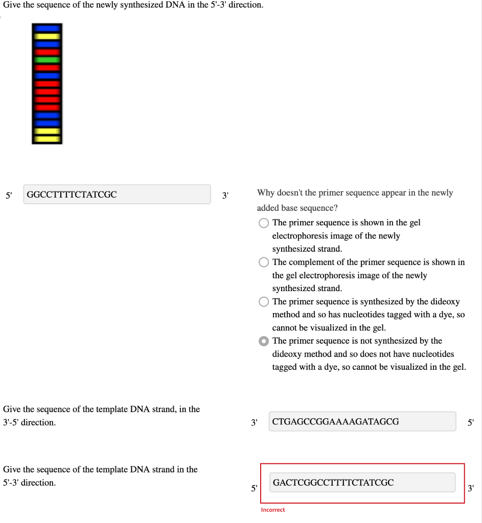 Solved 5′ 3' Why doesn't the primer sequence appear in the | Chegg.com