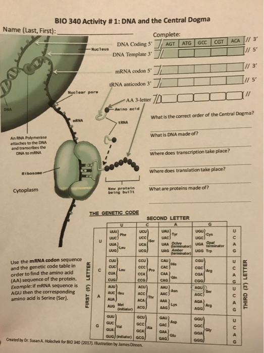 Solved BIO 340 Activity # 1: DNA and the Central Dogma Name | Chegg.com
