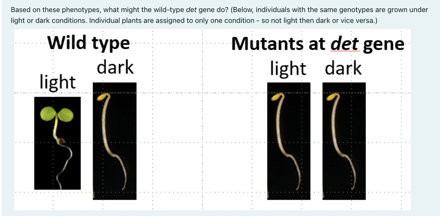 Solved Based on these phenotypes, what might the wild-type | Chegg.com