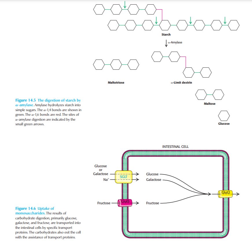 Table 14.1 Gastric and pancreatic zymogens Site of | Chegg.com