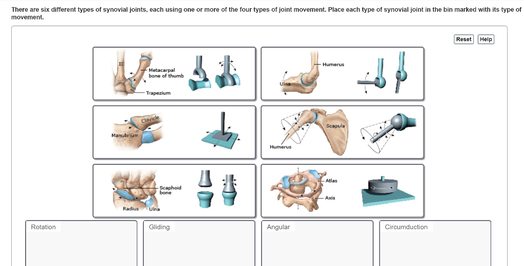Solved There Are Six Different Types Of Synovial Joints Chegg Solved There Are Six Different Types Of Synovial Joints Chegg
