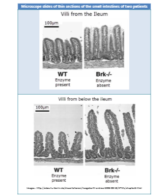 Questions 1. Estimate the length of a single villus | Chegg.com