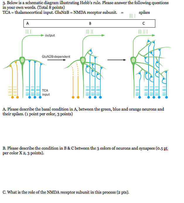 Solved 3. Below is a schematic diagram illustrating Hebb's | Chegg.com