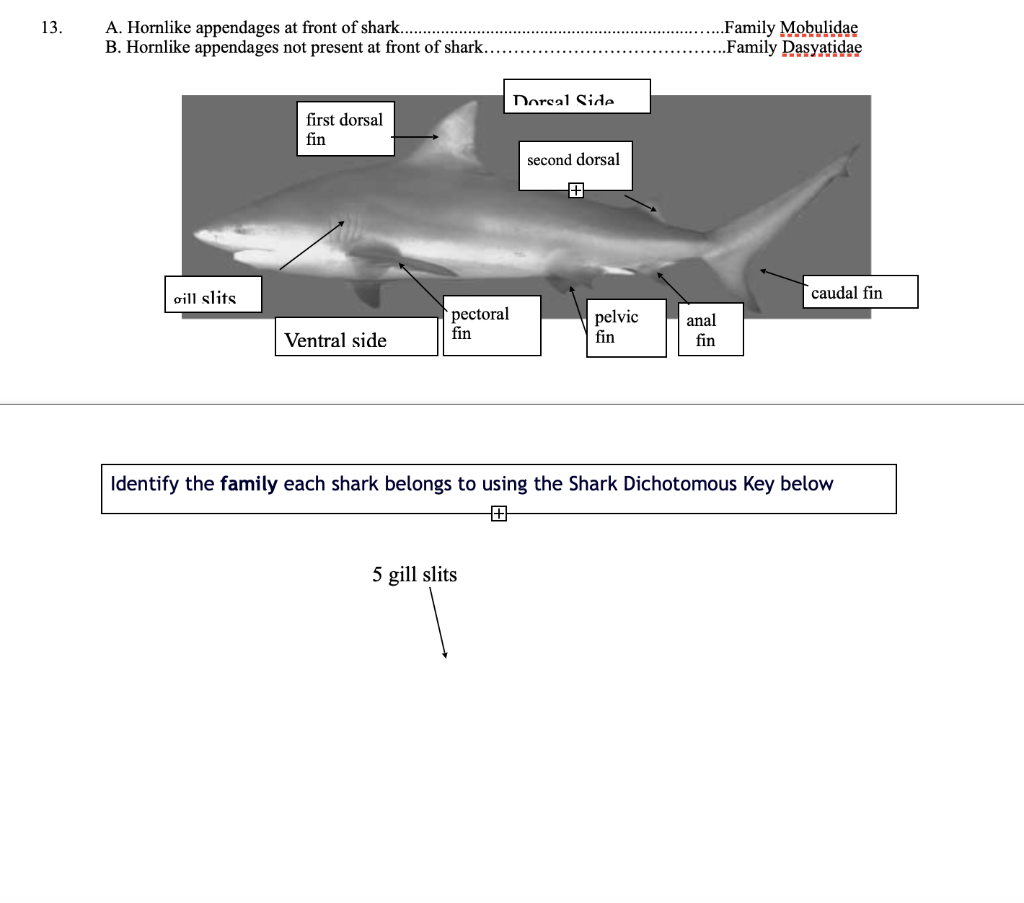 Solved Shark Dichotomous Key In science we use many helping | Chegg.com