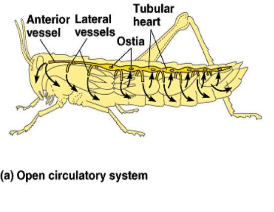Grasshopper Circulatory System