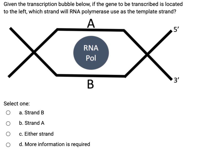 Solved Given the transcription bubble below, if the gene to | Chegg.com
