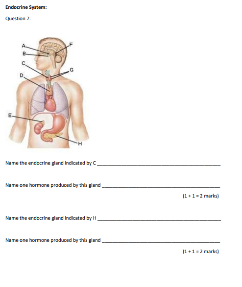 Solved Endocrine System: Question 7 B D E Name the endocrine | Chegg.com
