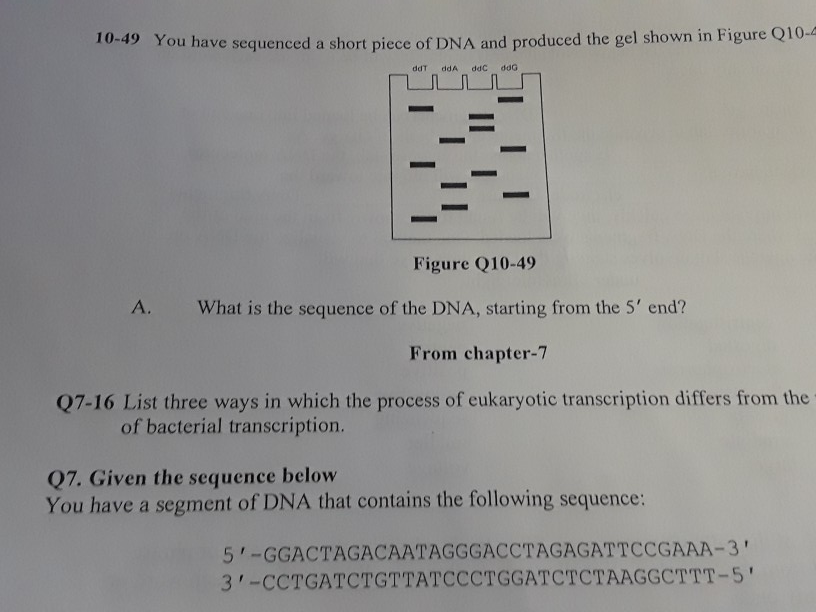 Solved 10-49 You have sequenced a short piece of DNA and | Chegg.com
