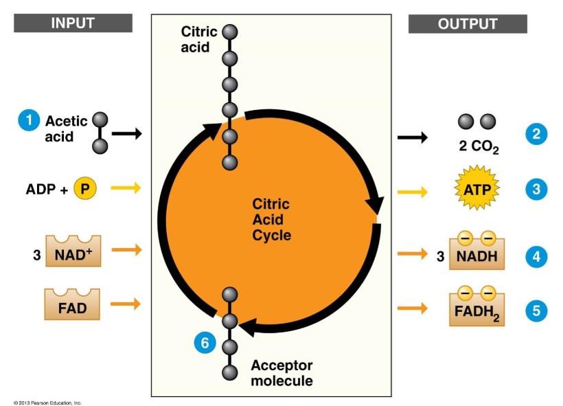 Inputs And Outputs Of Citric Acid Cycle