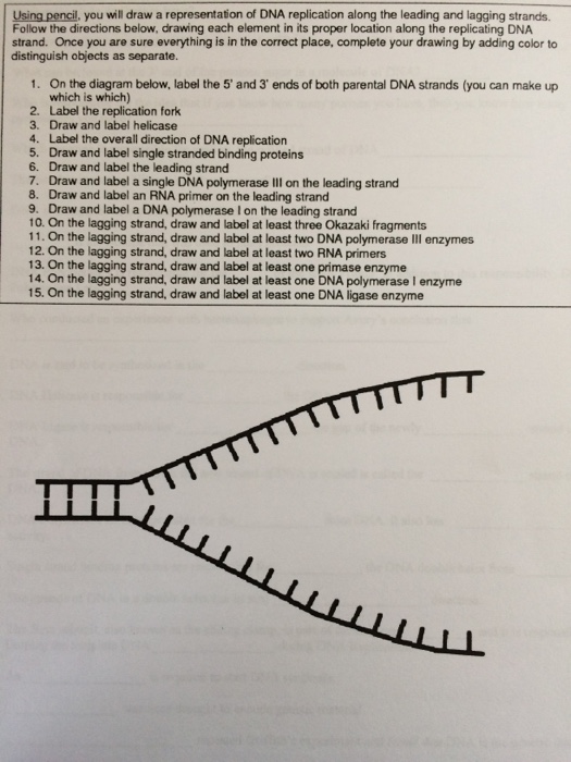 Solved Using pencil, you will draw a representation of DNA | Chegg.com