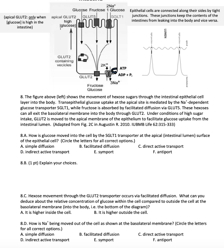 Solved 2na Glucose Fructose 1 Glucose Apical Glut2 Gluts