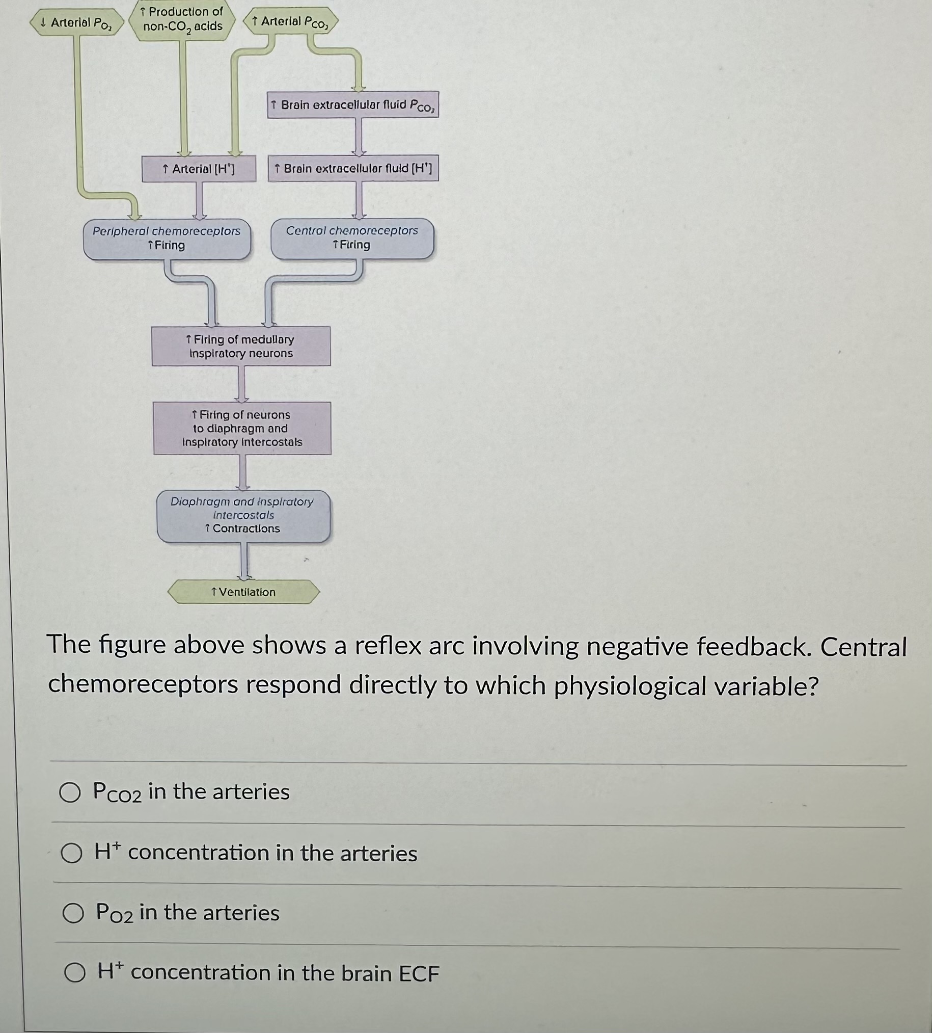Solved The figure above shows a reflex arc involving | Chegg.com