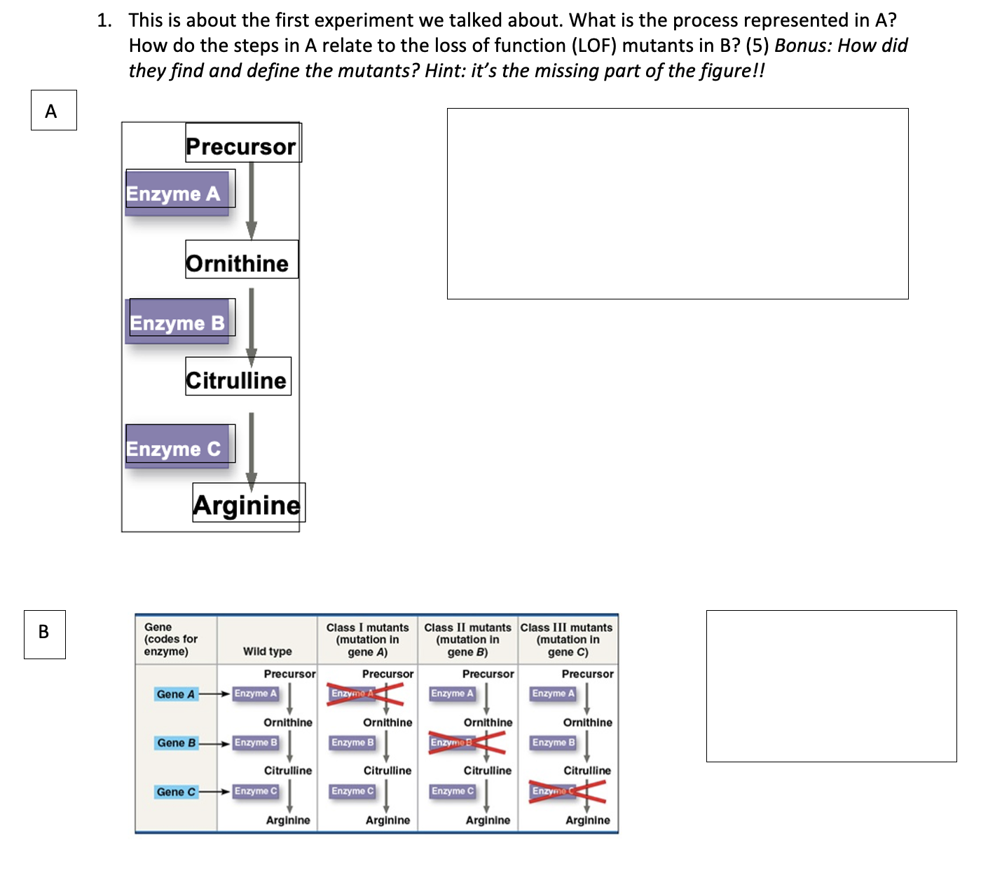 Solved This is about the first experiment we talked about. | Chegg.com