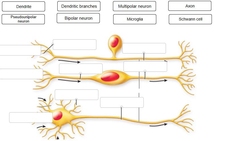 Solved Dendrite Dendritic branches Multipolar neuron Axon | Chegg.com