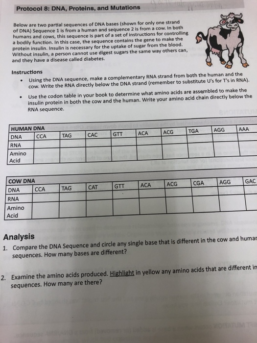 Solved Protocol 8: DNA, Proteins, and Mutations Below are | Chegg.com
