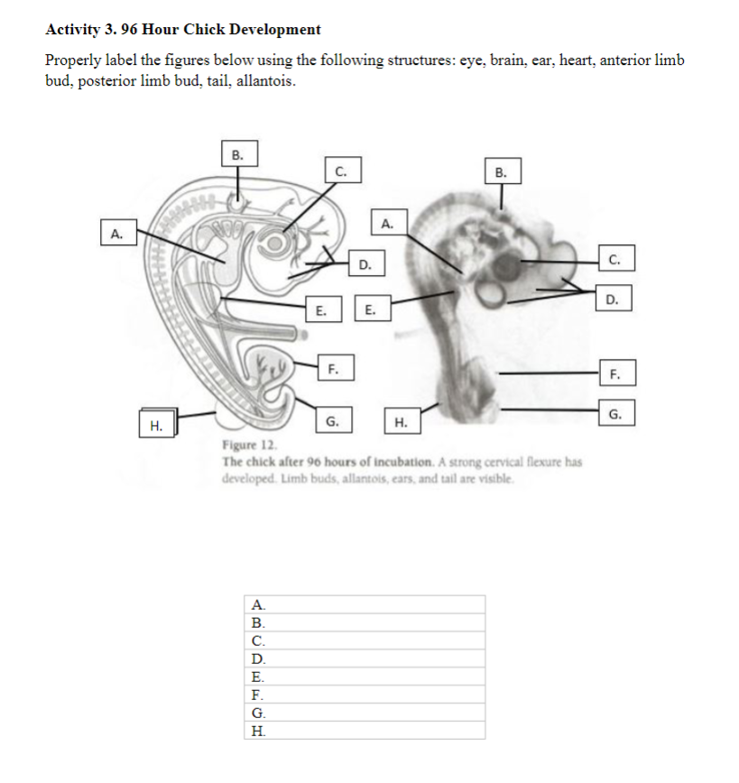 Starfish Embryology Activity 1. Starfish Development | Chegg.com