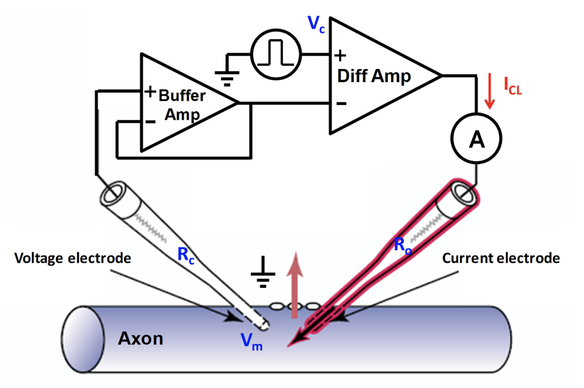 Solved Voltage-clamp is a classic technique in | Chegg.com
