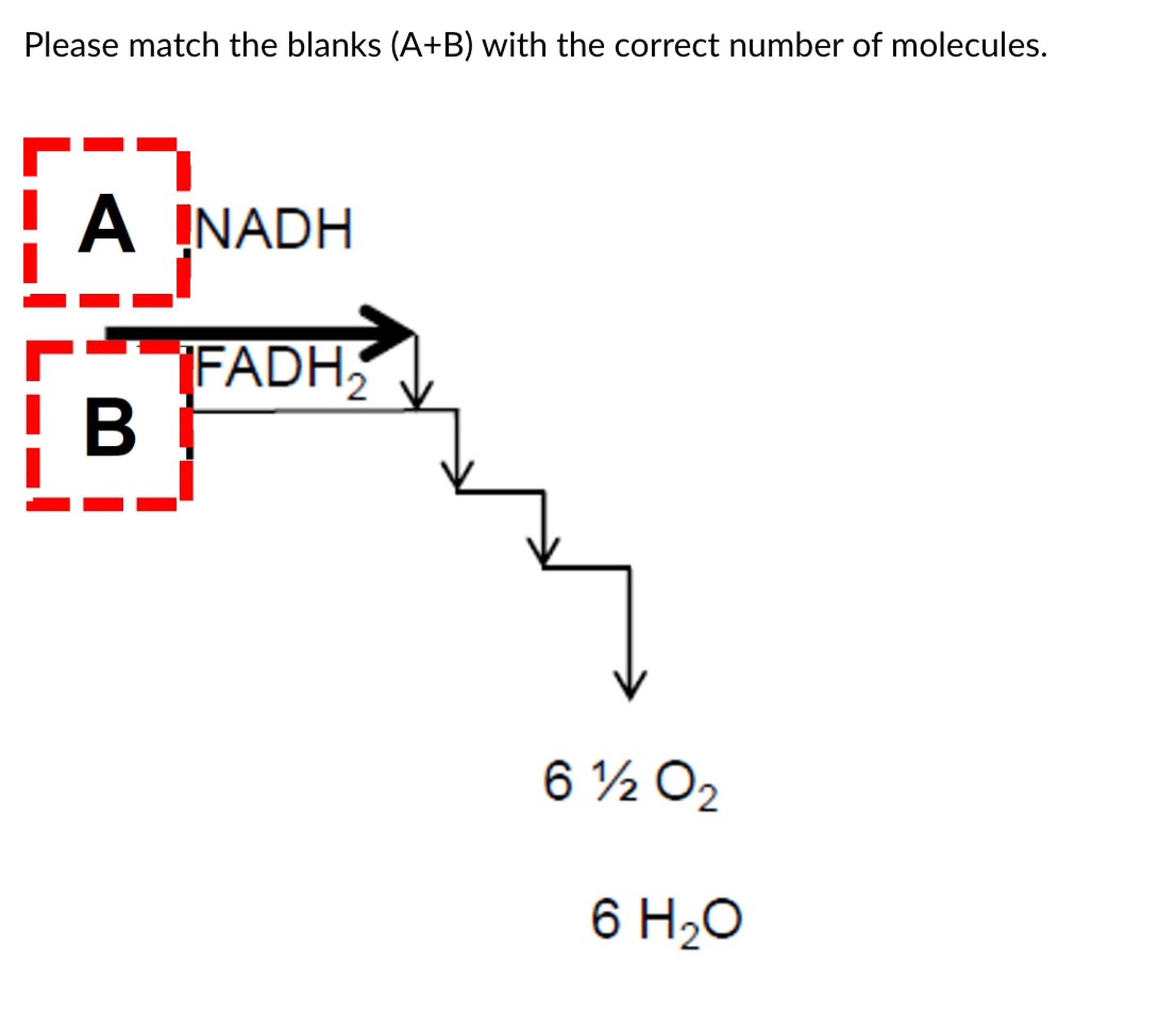 Solved Please match the blanks (A+B) ﻿with the correct | Chegg.com