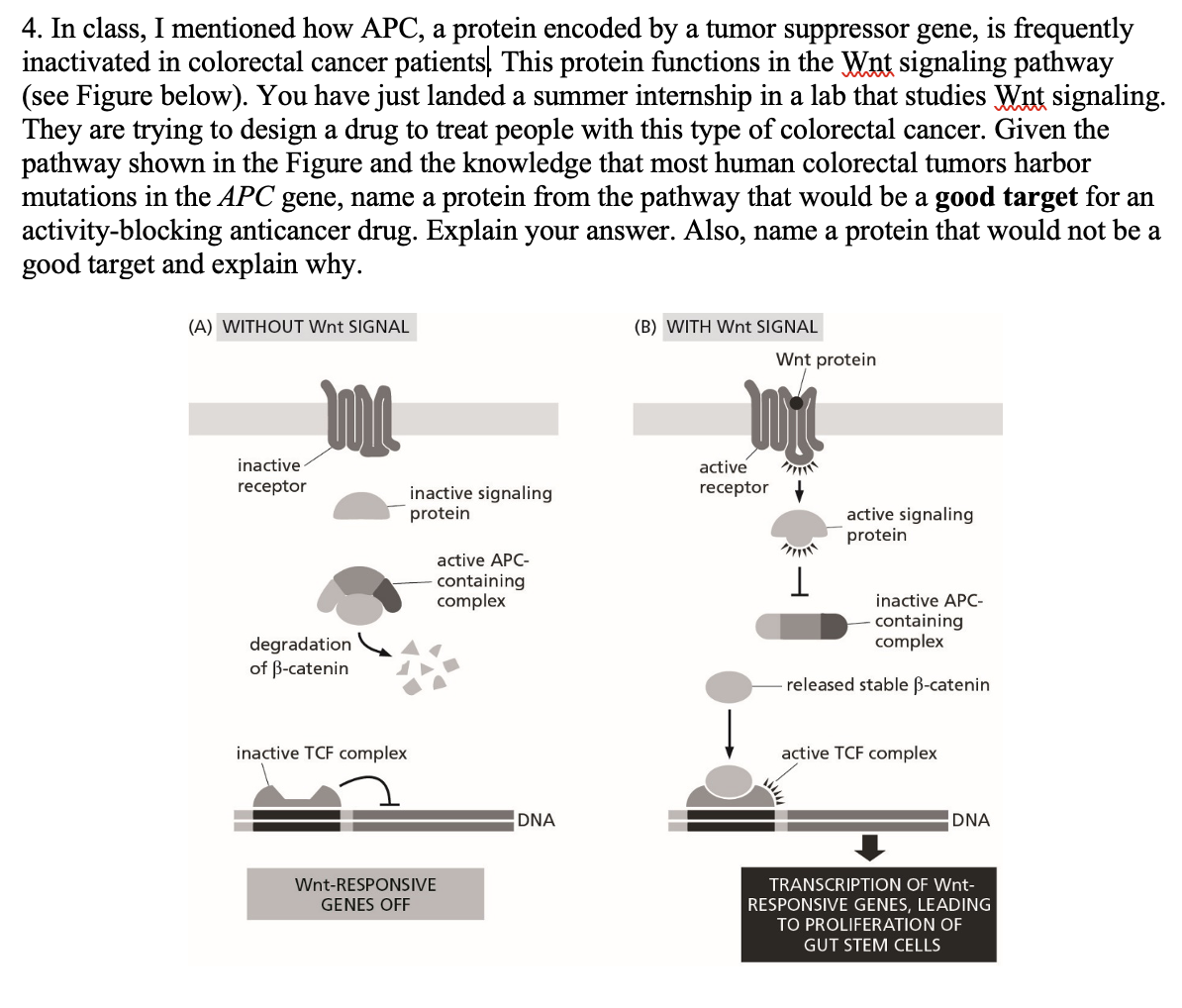 Solved 4. In class, I mentioned how APC, a protein encoded | Chegg.com
