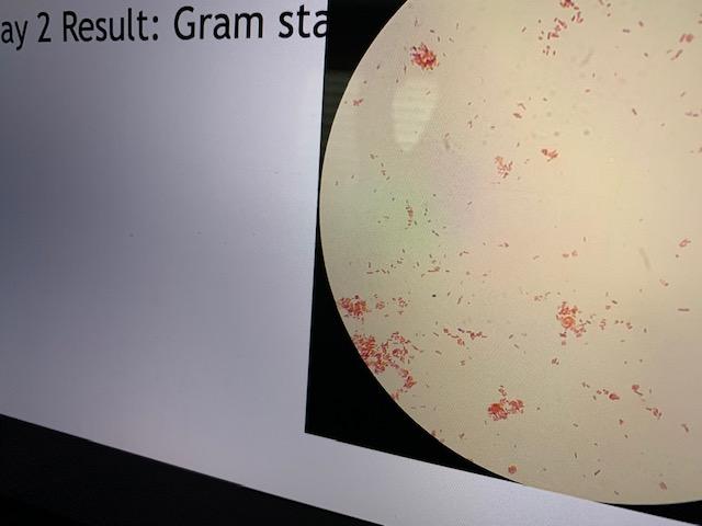 Solved Format Arrange View Share Window Help Identification | Chegg.com