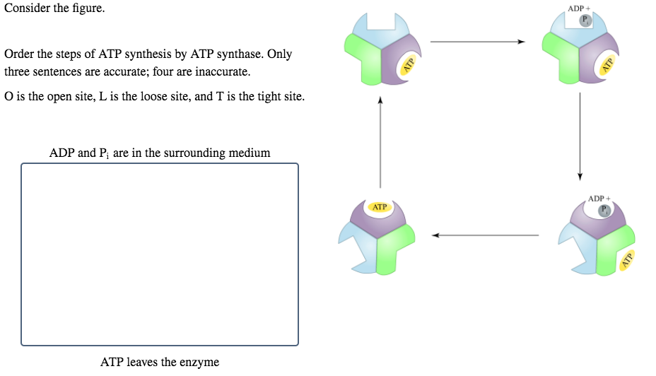 Solved Consider the figure. ADP + ATP ATP Order the steps of | Chegg.com