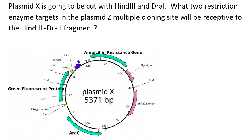Solved Plasmid X is going to be cut with Hindill and Dral. | Chegg.com