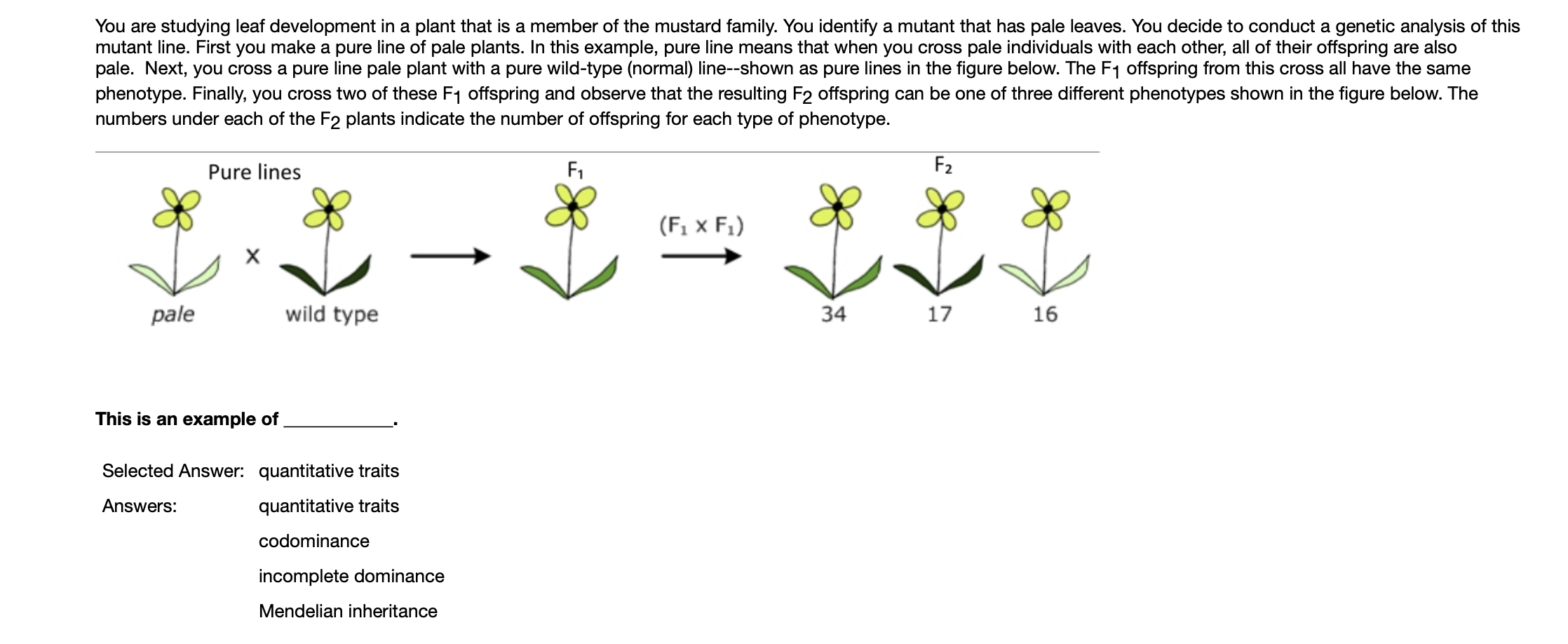 Solved You are studying leaf development in a plant that is | Chegg.com