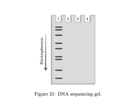 Solved 3. DNA Structure. Linus Pauling published an earlier | Chegg.com