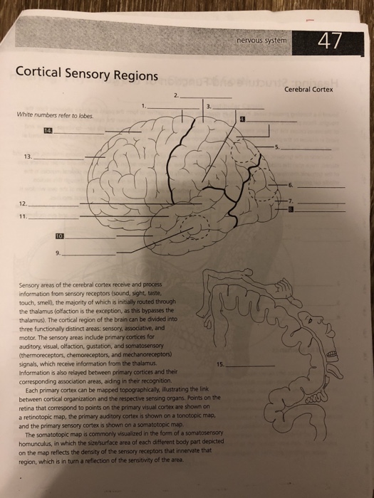 Solved Instructions- Attached are some anatomy and | Chegg.com