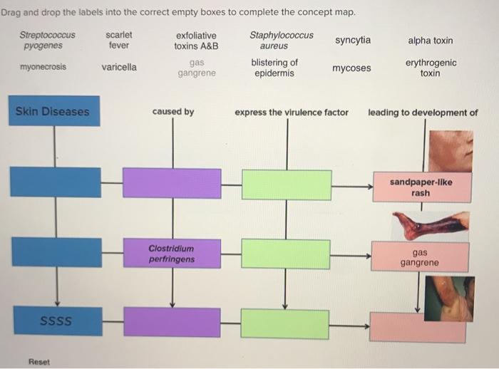 Solved Drag and drop the labels into the correct empty boxes | Chegg.com