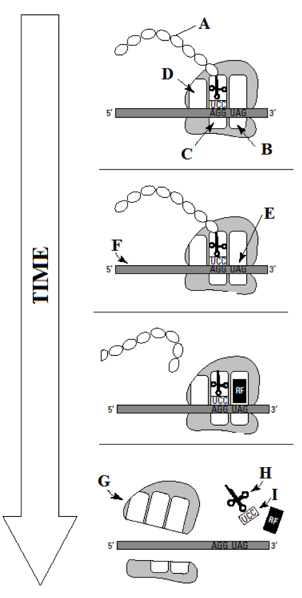 Solved D in B E TIME H UCC) AGG UAG 5 Stop codon | Chegg.com