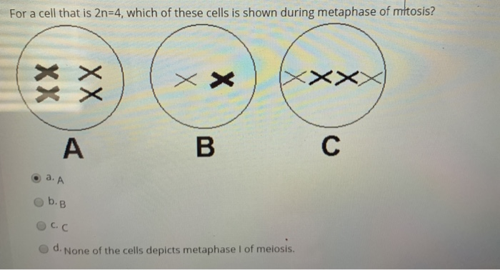 Solved For a cell that is 2n 4, which of these cells is | Chegg.com