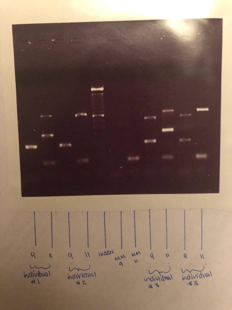 Solved Using the primer sequences determine the Tm values | Chegg.com