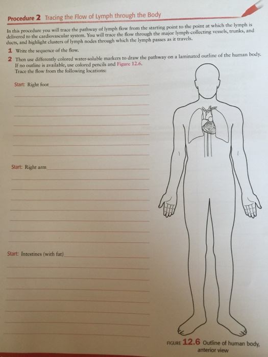 Solved Procedure 2 Tracing the Flow of Lymph through the | Chegg.com Solved Procedure 2 Tracing the Flow of Lymph through the | Chegg.com