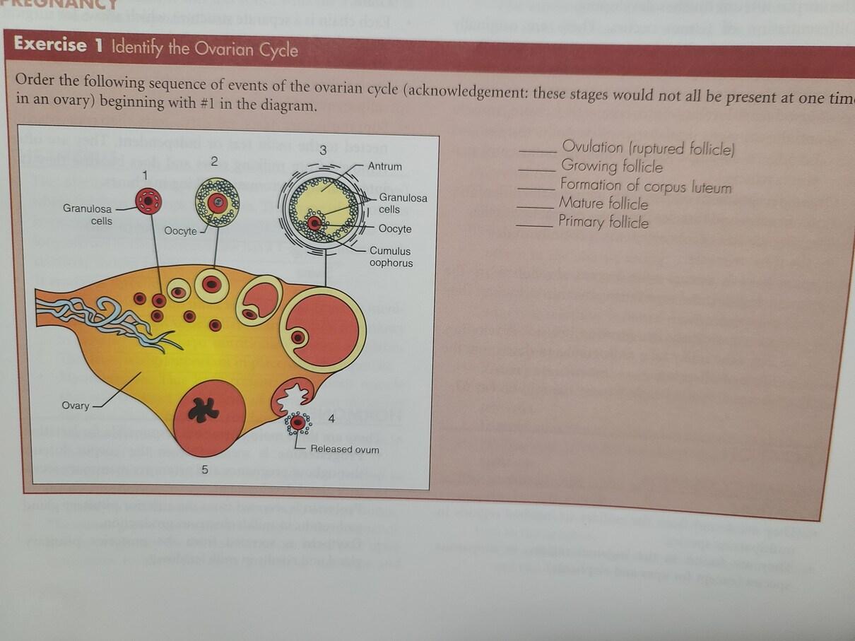 Ovarian Cycle Diagram