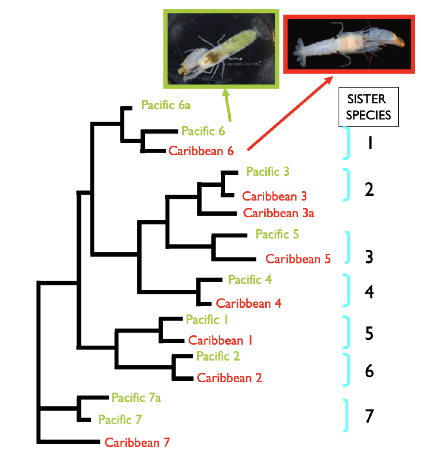 Solved The phylogeny below shows the sister-species | Chegg.com