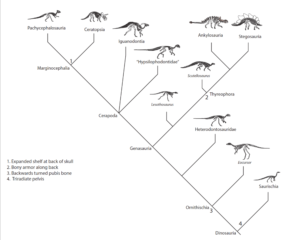 Solved Identify a synapomorphy and a plesiomorphy of Clade | Chegg.com