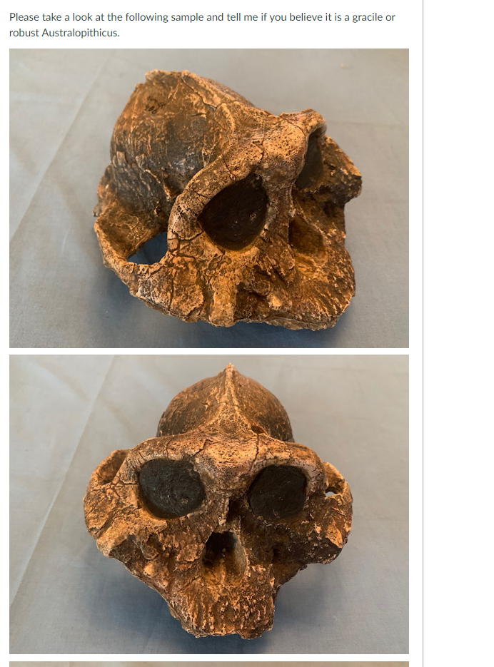 Solved Gracile Australopithecus Robust Australopithecus | Chegg.com