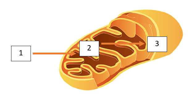 Solved Annotate the following Cell Respiration Overview | Chegg.com