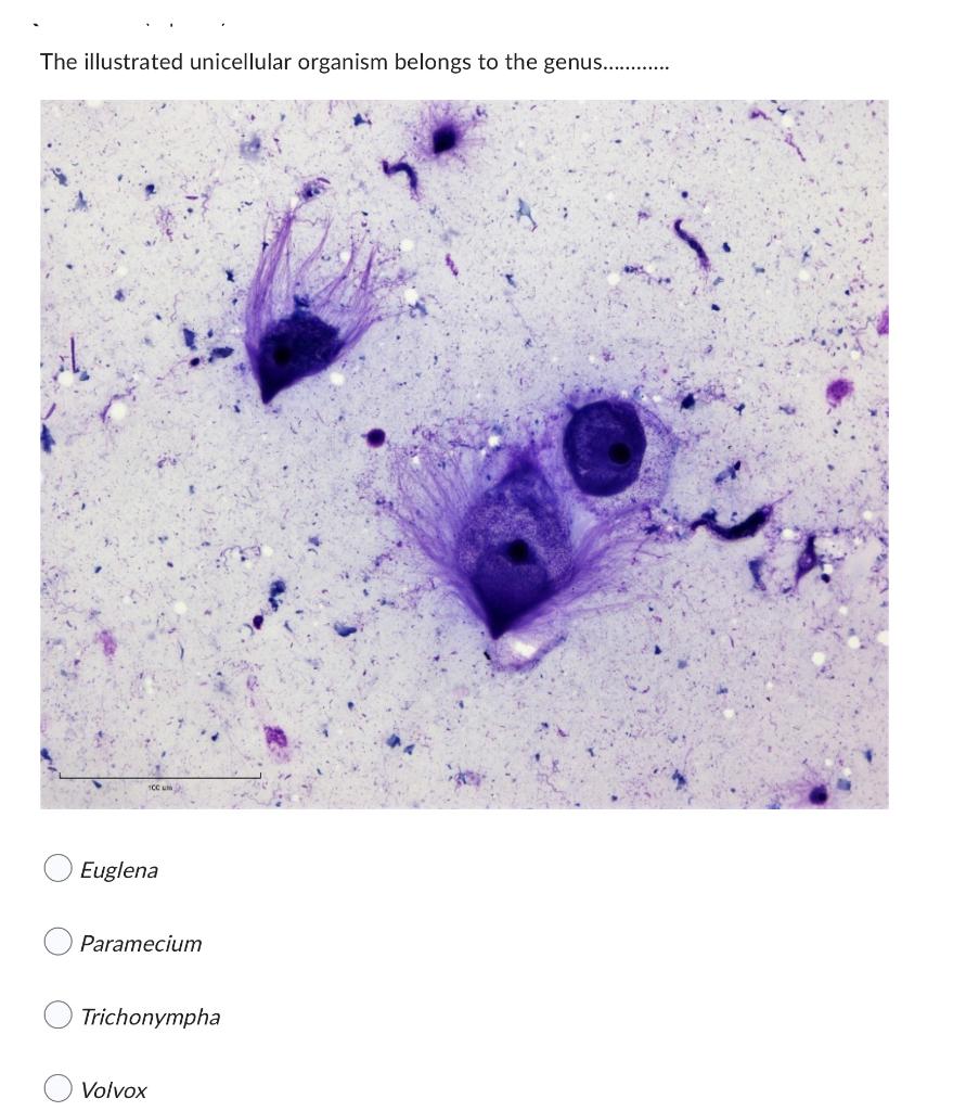 Solved The illustrated unicellular organism belongs to the | Chegg.com