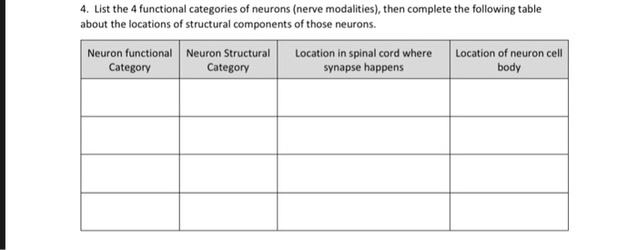Solved 4. List the 4 functional categories of neurons (nerve | Chegg.com