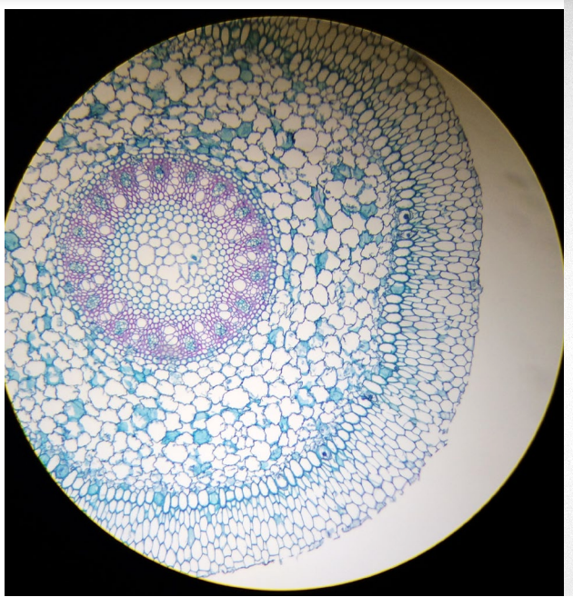Solved Orchid aerial root cross section (100x) Label where | Chegg.com