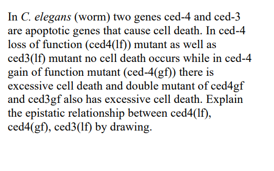 Solved In C. elegans (worm) two genes ced-4 and ced-3 are | Chegg.com