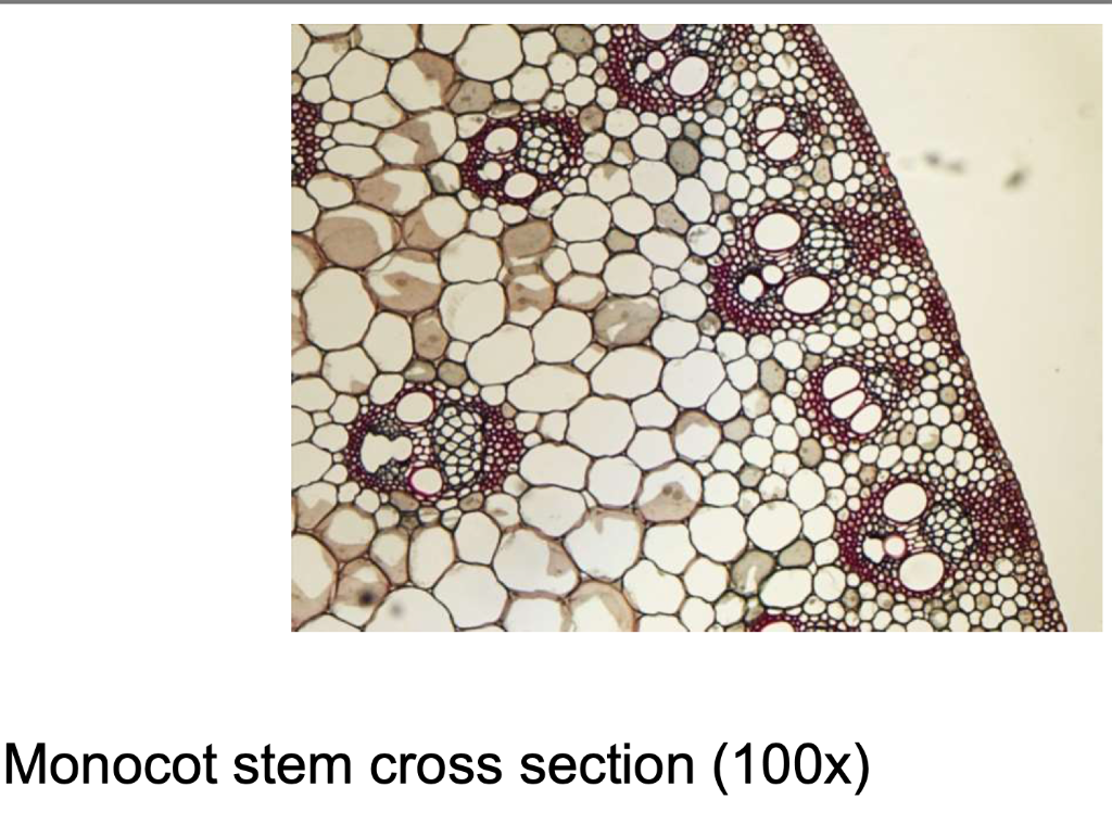 Solved 3. Use the eudicot and monocot stem cross sections at | Chegg.com