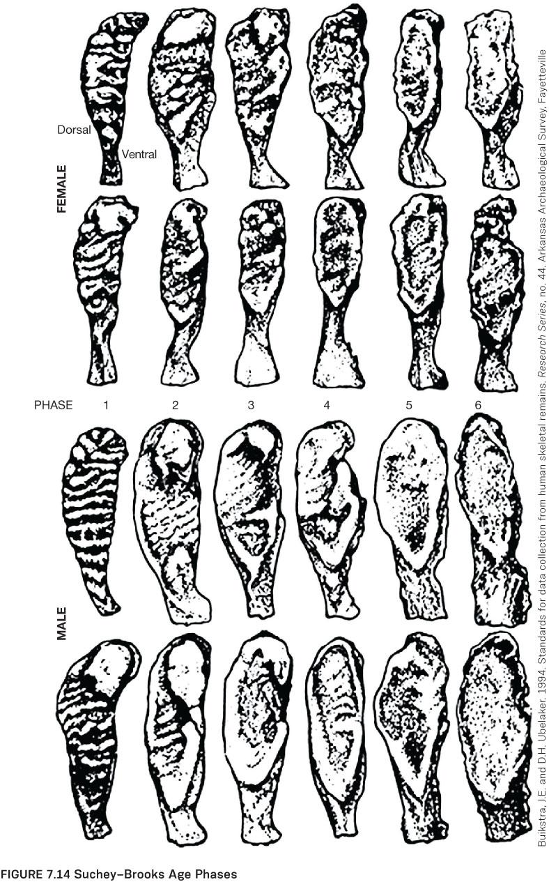 Solved Examine the skeletal material below, which is from a | Chegg.com