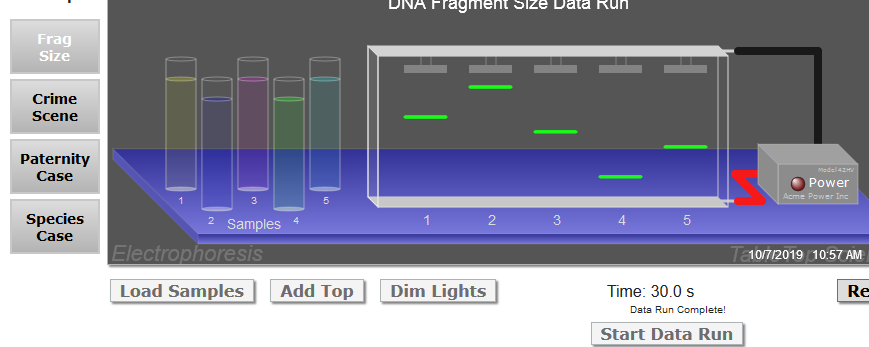 Solved: Procedure I - DNA Fragment Size In The Table Below... | Chegg.com