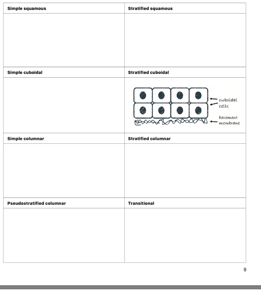 Solved Simple squamous Stratified squamous Simple cuboidal | Chegg.com